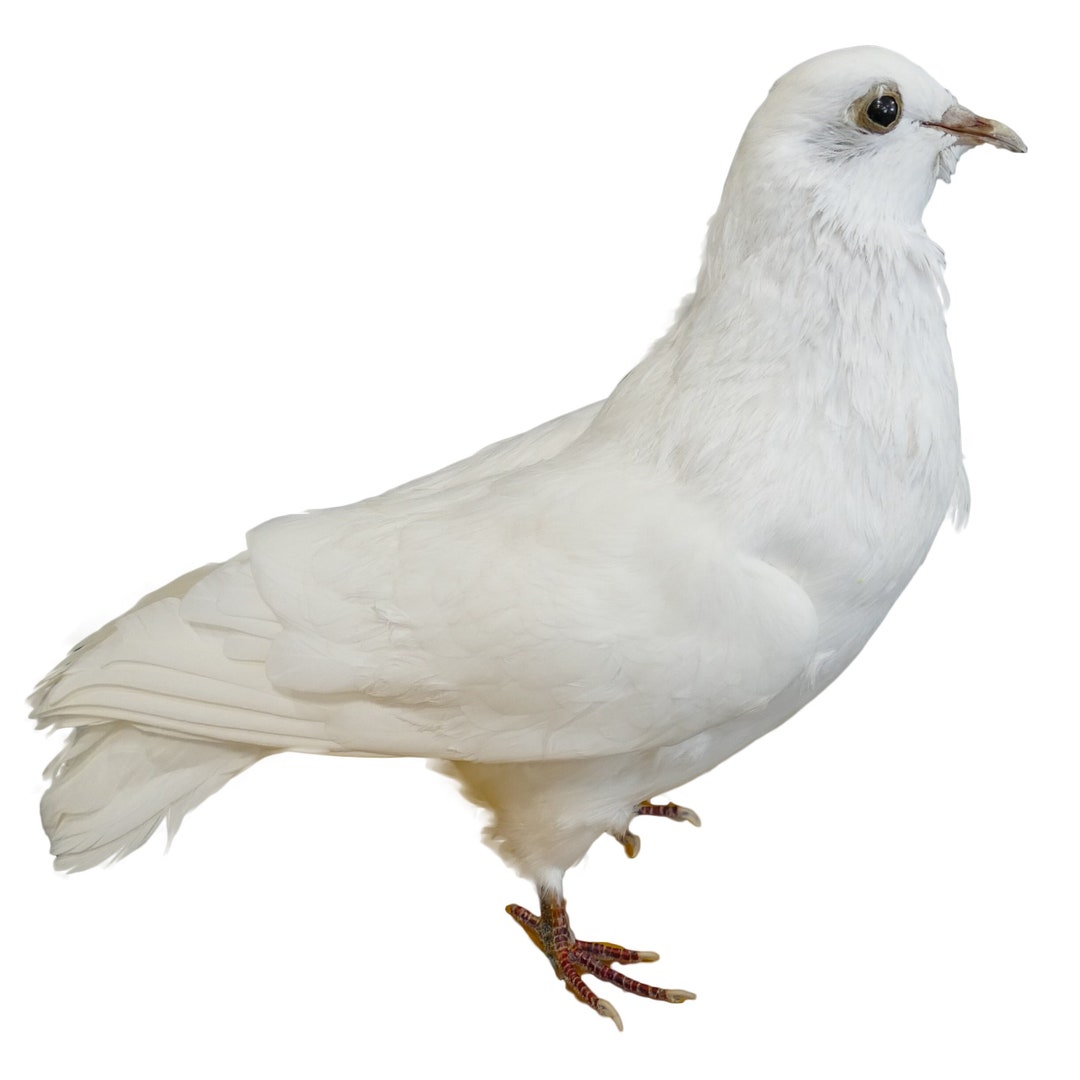 Glacier Wear Genuine Taxidermy Dove Standing Brd101 - Etsy