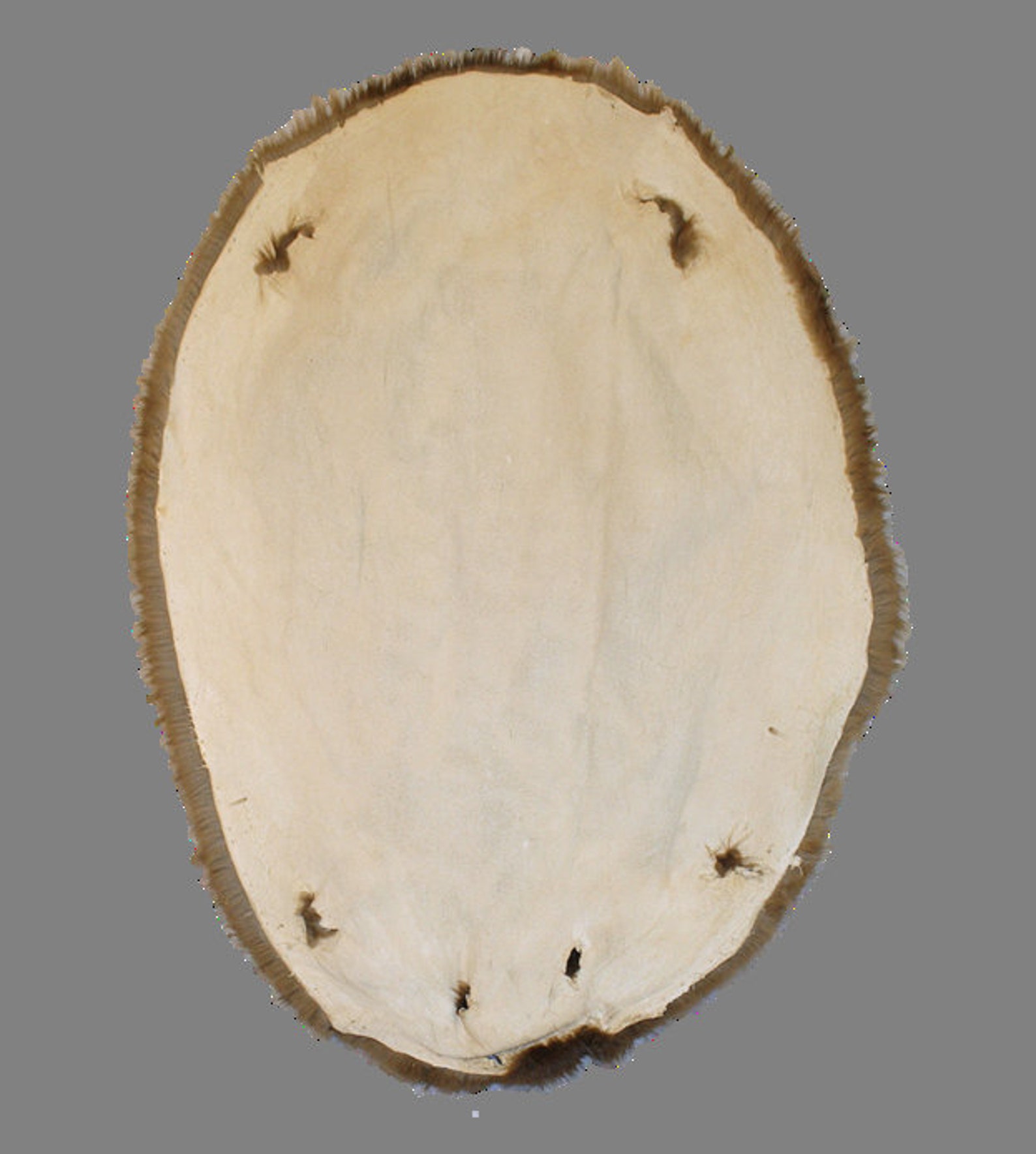 Glacier Wear Western Beaver Pelt Bvr1000 | Etsy