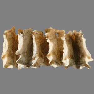 Glacier Wear Rex Rabbit Pelt Hide Fur Castor - Rbt1070 - Etsy