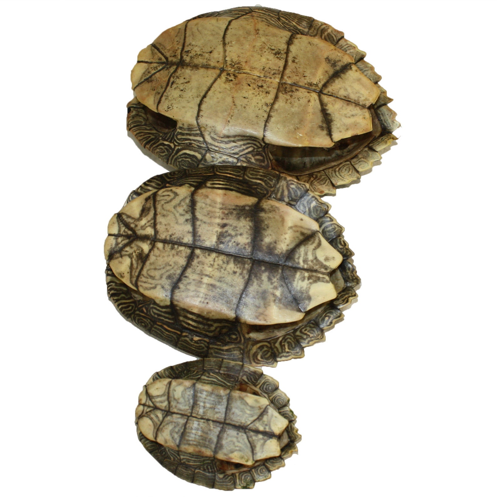 Glacier Wear Map Turtle Shell Trt1602 - Etsy