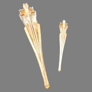 Glacier Wear Gar Skull - Etsy