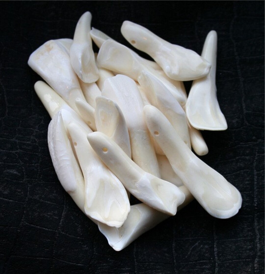 Genuine White Buffalo Teeth (qty 10)- Bff1600thw - Etsy