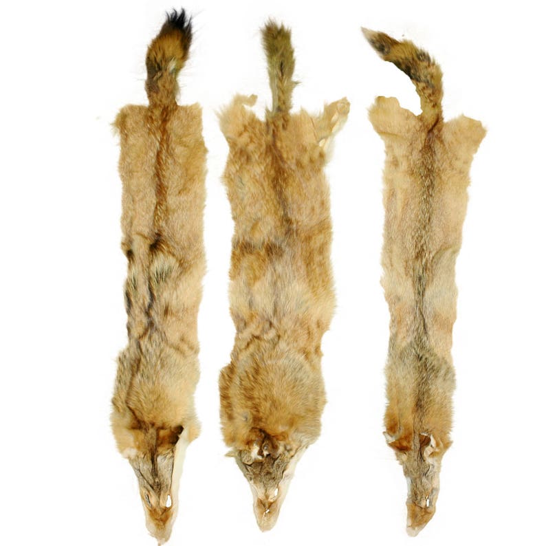 Glacier Wear Red Fox Colored Coyote Pelt Hide Tanned Fur - Etsy