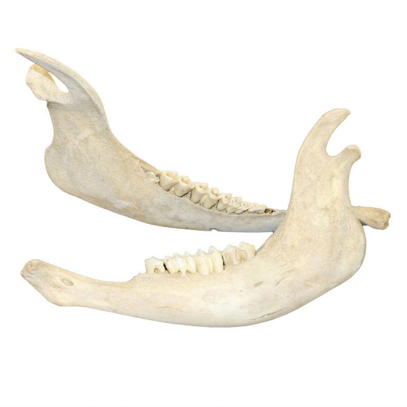 Glacier Wear Genuine Buffalo Lower Jaw Bone- Bff1600jaw - Etsy