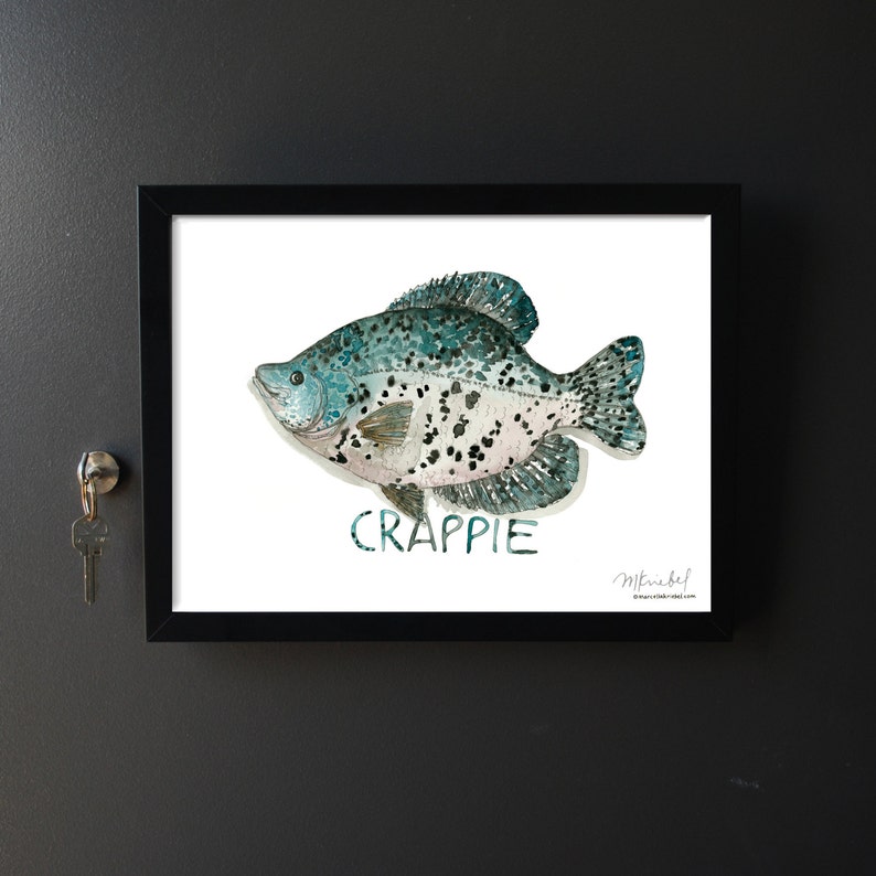 Crappie Fish Illustrated Watercolor Art Print - Etsy