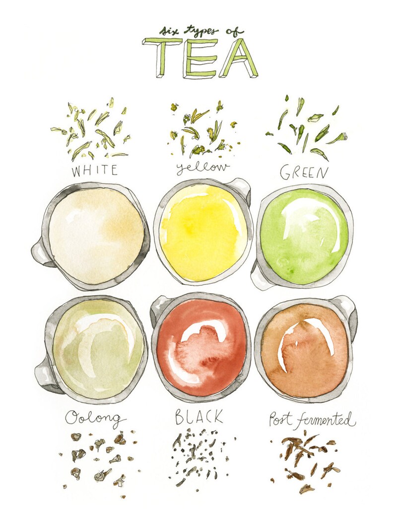 Six Types of Tea: White Yellow Green Oolong Black and Post | Etsy