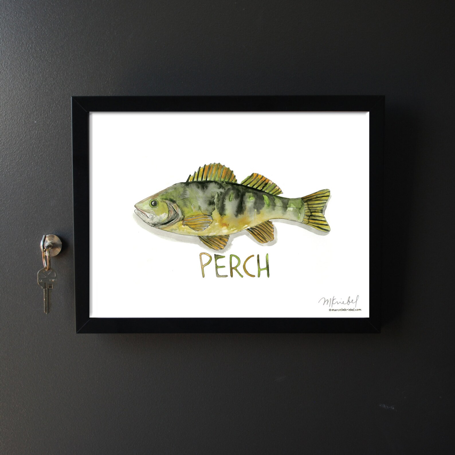 Freshwater Perch Fish Illustrated Watercolor Art Print | Etsy