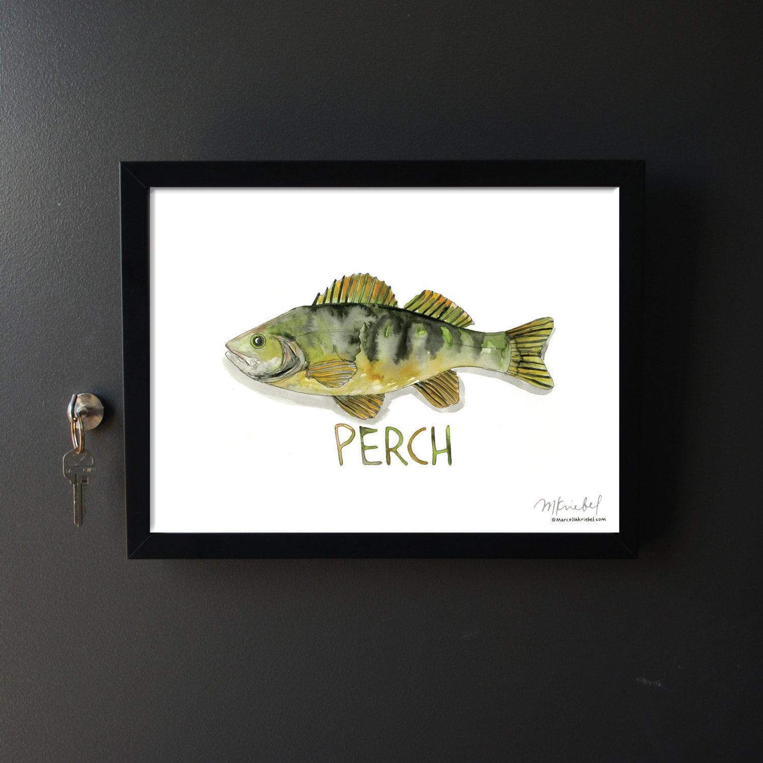 Freshwater Perch Fish Illustrated Watercolor Art Print - Etsy Canada