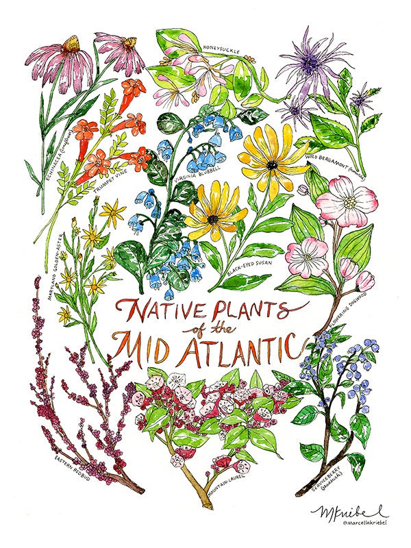 Native Plants of the Mid-atlantic Watercolor Art Print - Etsy