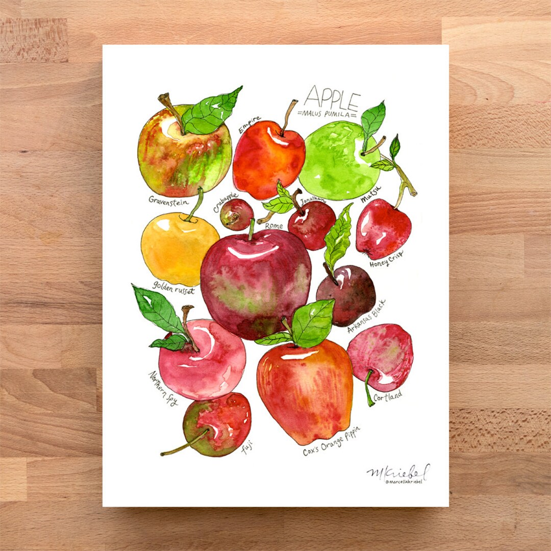 Types of Apples From the Fall Harvest | Watercolor Art Print / Garden ...