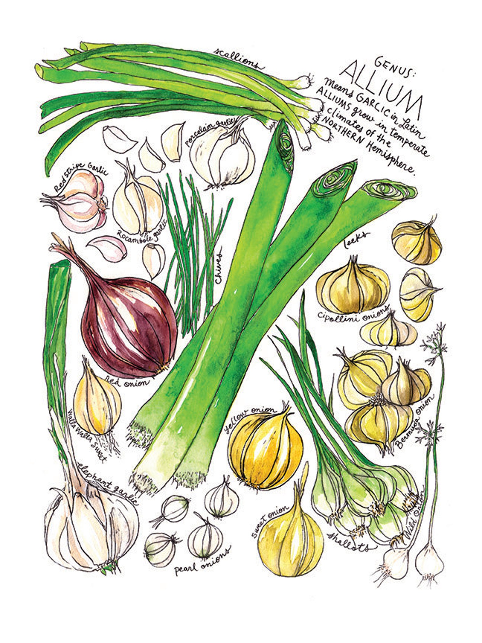 Allium Genus Featuring Scallions, Leeks, Garlic, & Red/yellow/sweet ...