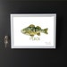 Freshwater Perch Fish Illustrated Watercolor Art Print - Etsy