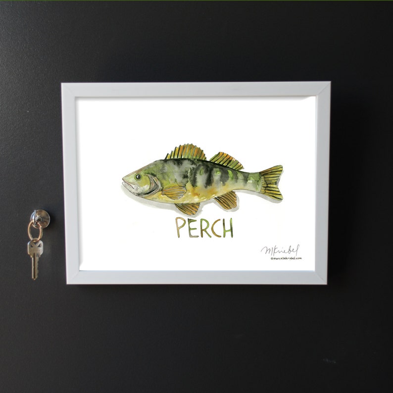Freshwater Perch Fish Illustrated Watercolor Art Print | Etsy