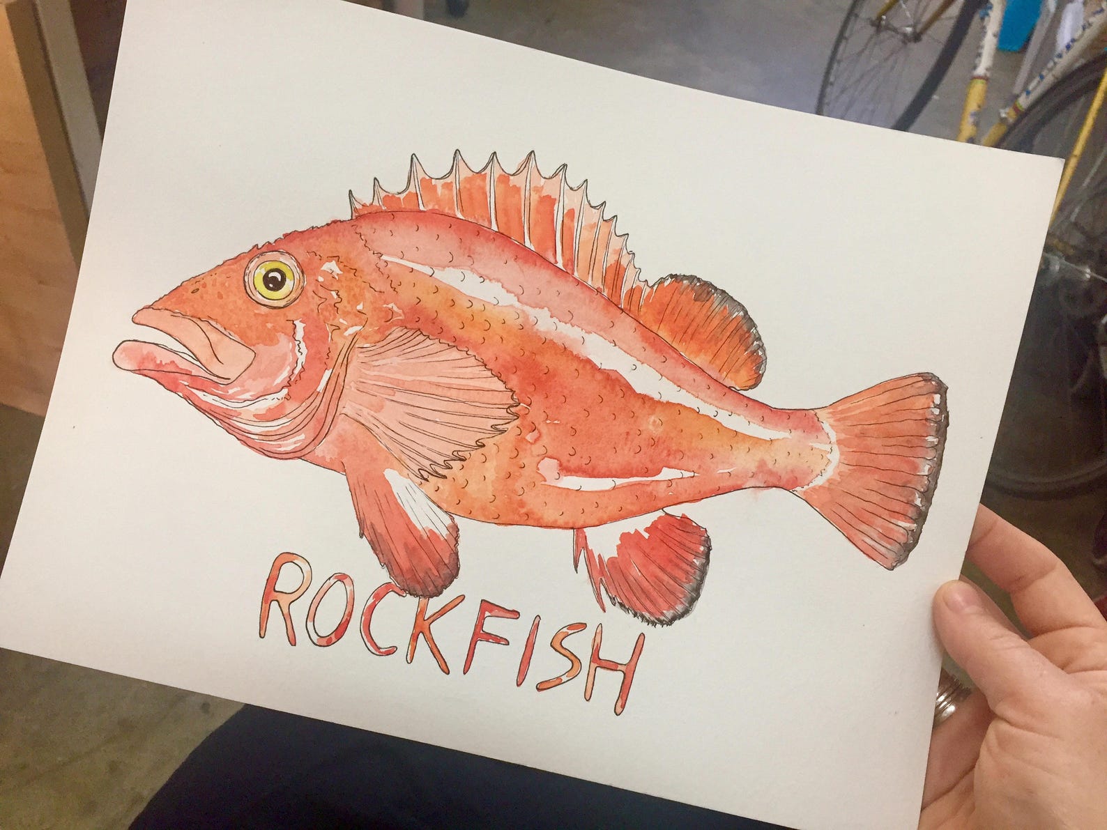 Yellow Eye Rockfish Fish Illustrated Watercolor Art Print - Etsy