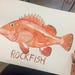 Yellow Eye Rockfish Fish Illustrated Watercolor Art Print - Etsy