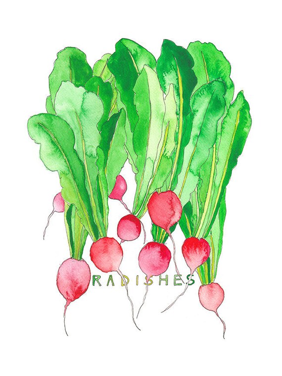 Radishes Watercolor Art Print / Fresh From the Garden Kitchen | Etsy
