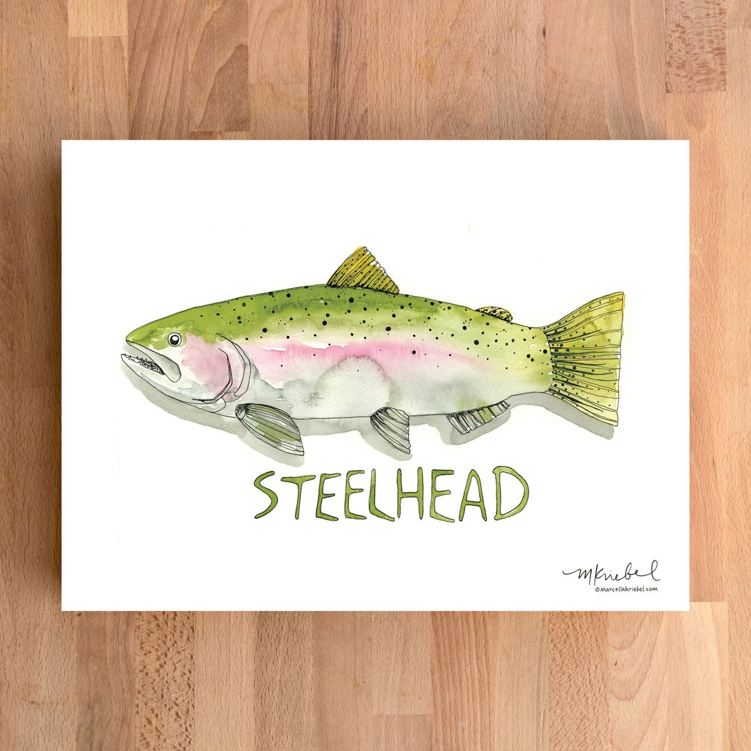 Steelhead Freshwater Fish Illustrated Watercolor Art Print - Etsy