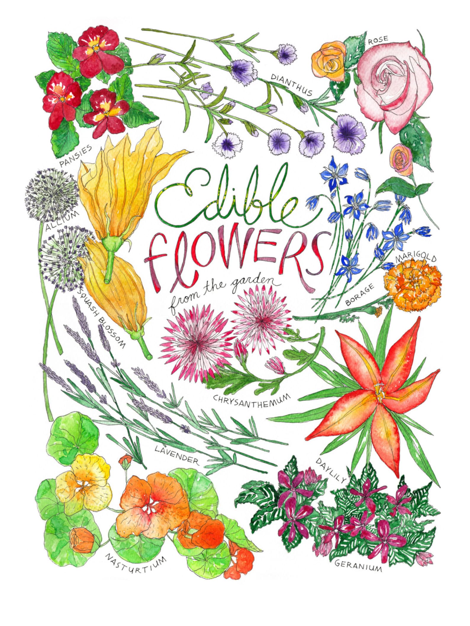 Edible Flowers From the Garden Watercolor Art Print - Etsy