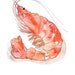 Camarón / Large Shrimp Illustrated Watercolor Art Print - Etsy
