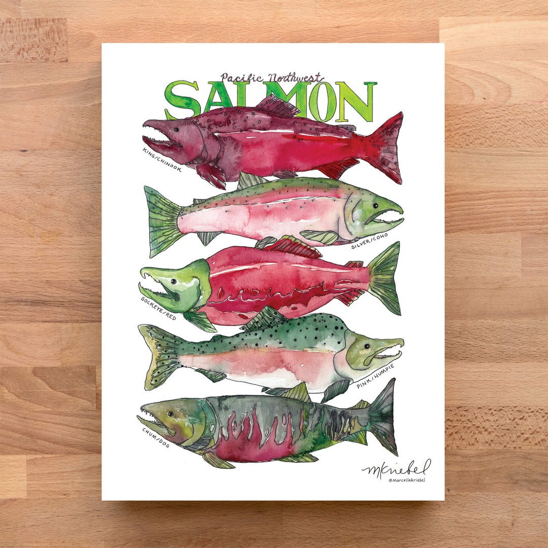 Pacific Northwest Salmon Watercolor Art Print / West Coast Sea Life ...