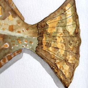 Flounder Fish Illustrated Watercolor Art Print - Etsy