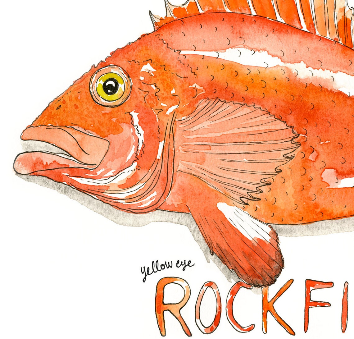 Yellow Eye Rockfish Fish Illustrated Watercolor Art Print - Etsy