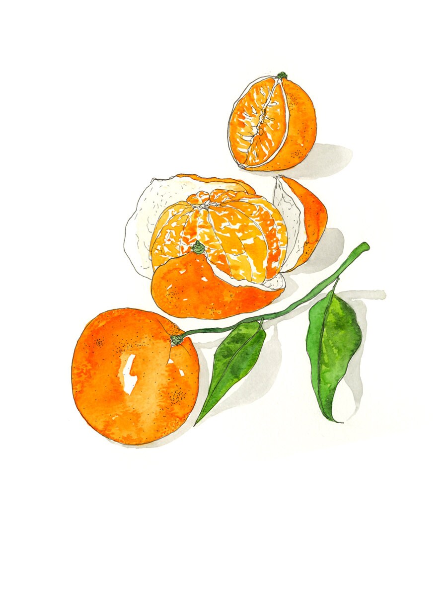 Tangerine Illustrated Watercolor Print / Tropical Fruit Citrus | Etsy