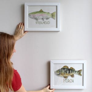 Freshwater Perch Fish Illustrated Watercolor Art Print - Etsy Canada