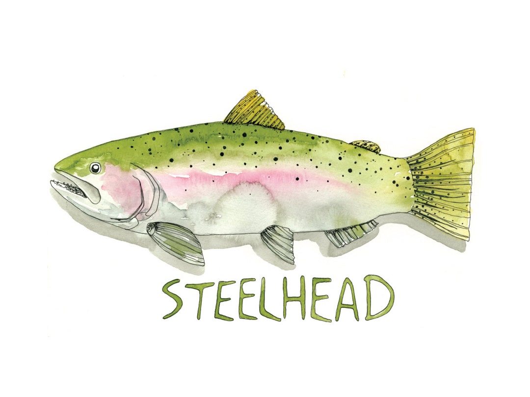 Steelhead Freshwater Fish Illustrated Watercolor Art Print - Etsy