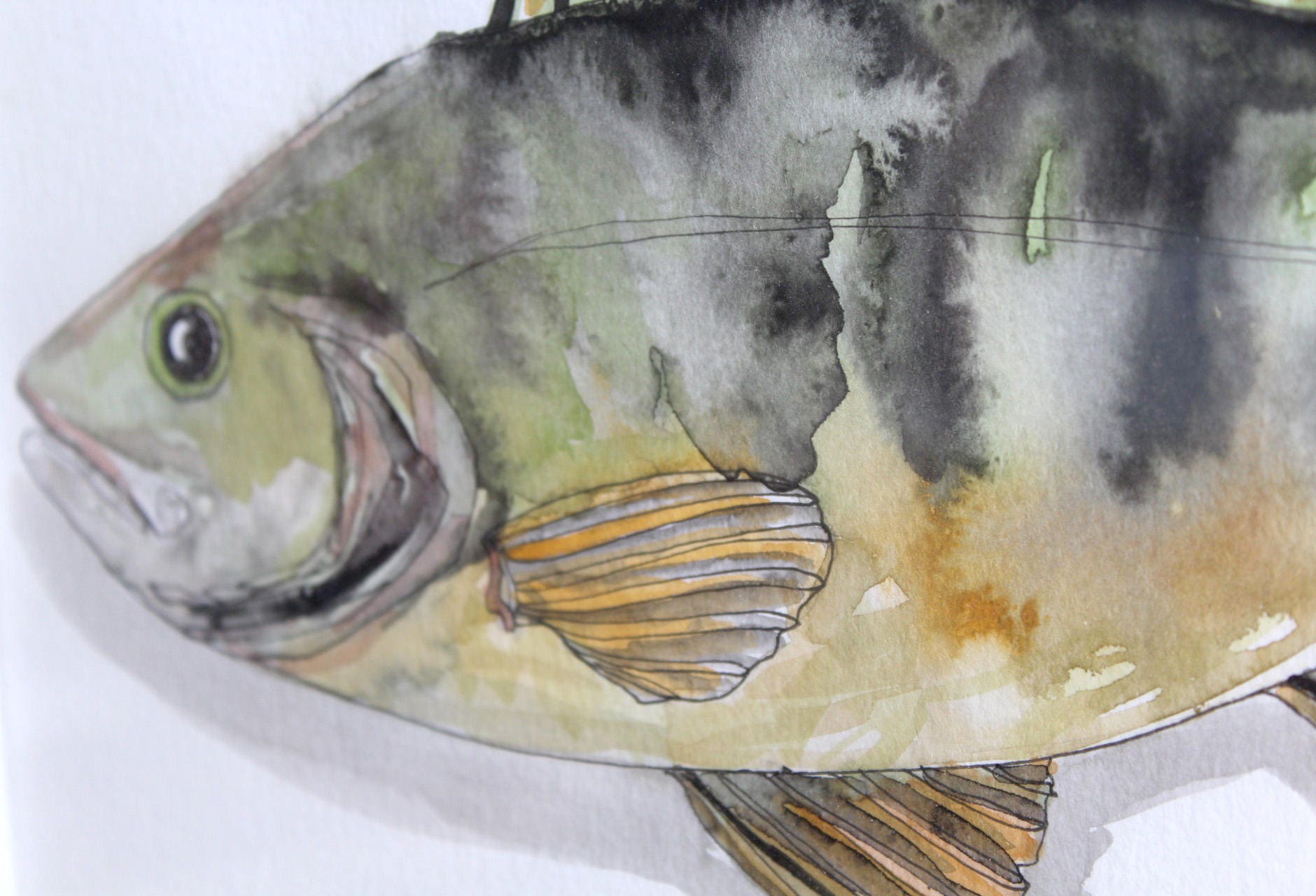 Freshwater Perch Fish Illustrated Watercolor Art Print - Etsy Canada