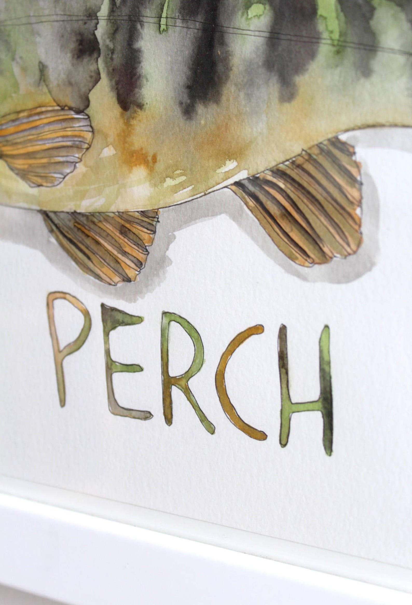 Freshwater Perch Fish Illustrated Watercolor Art Print | Etsy