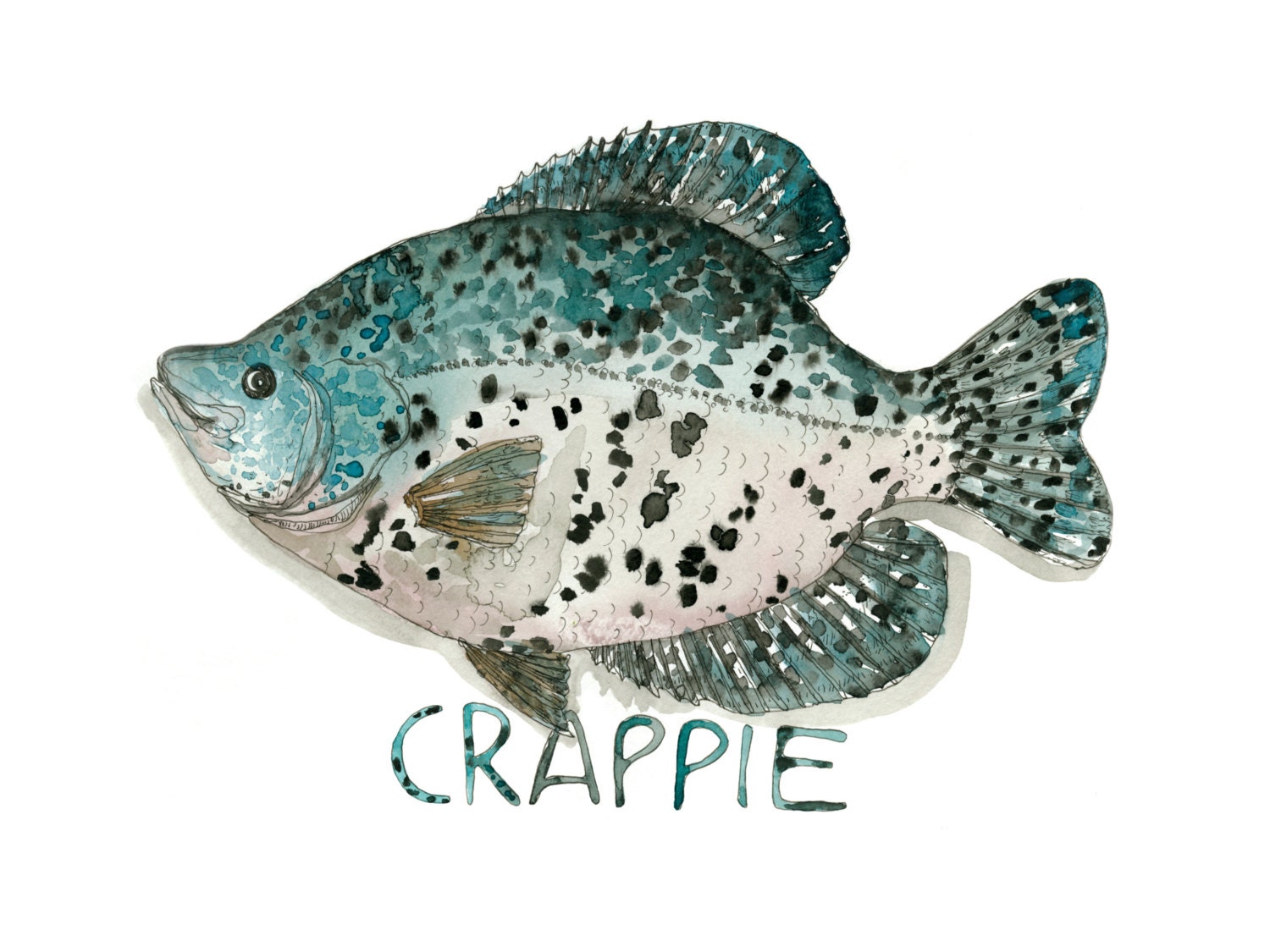 Crappie Fish Illustrated Watercolor Art Print | Etsy