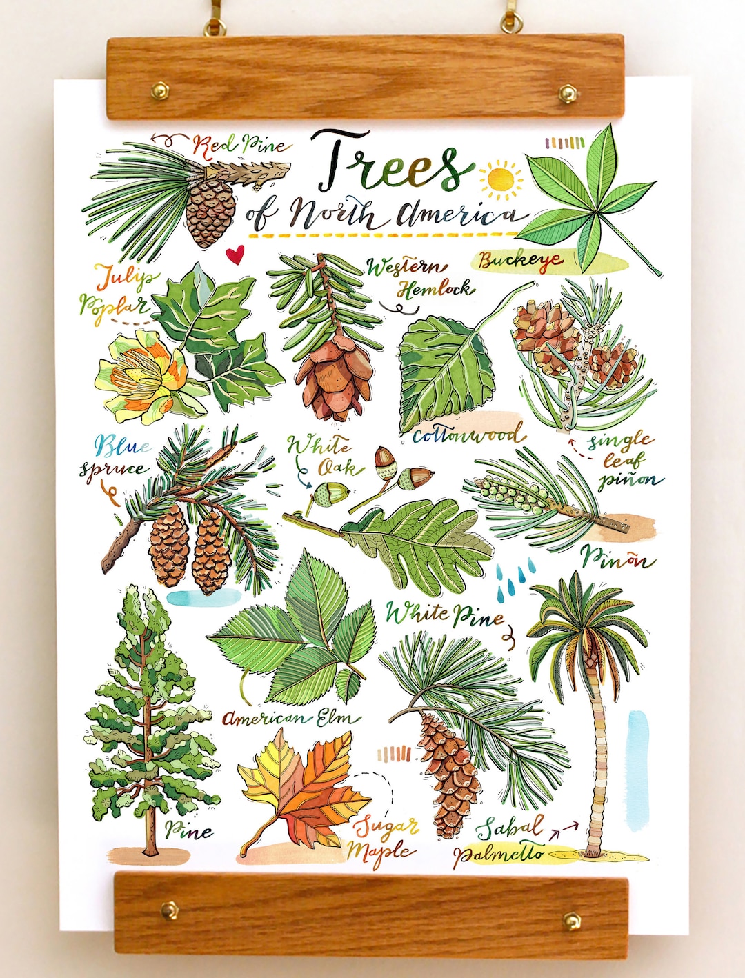 Trees of North America Print. - Etsy