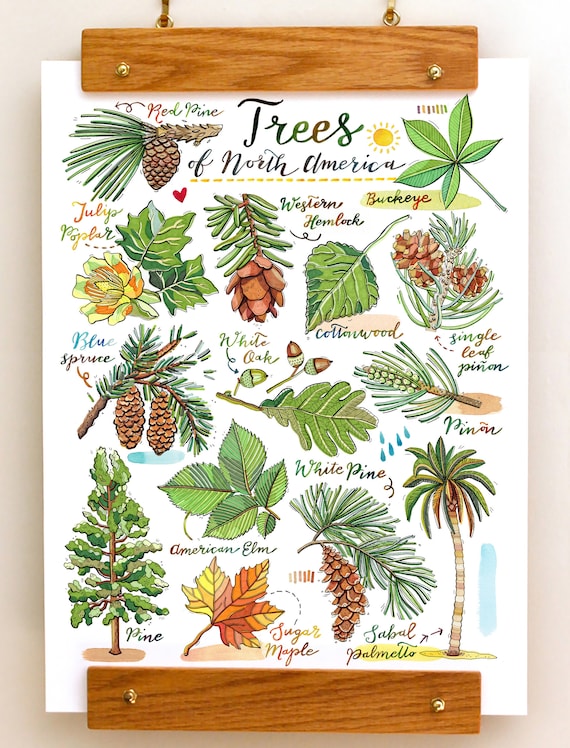 North American Trees