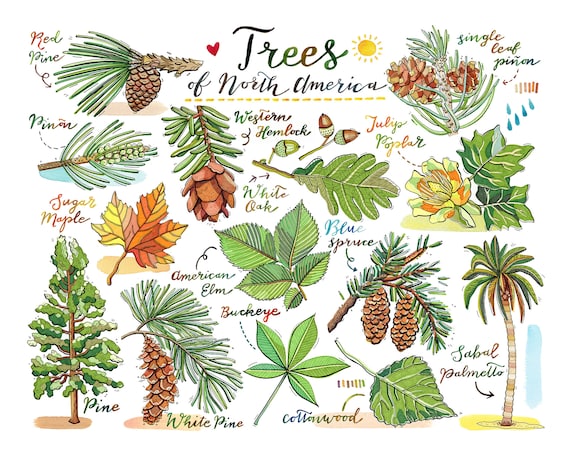 North American Trees