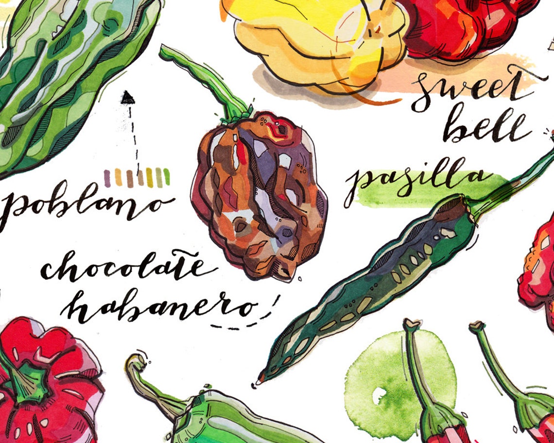 Chile Peppers Print. Chili. Garden. Food Illustration. Kitchen Decor ...