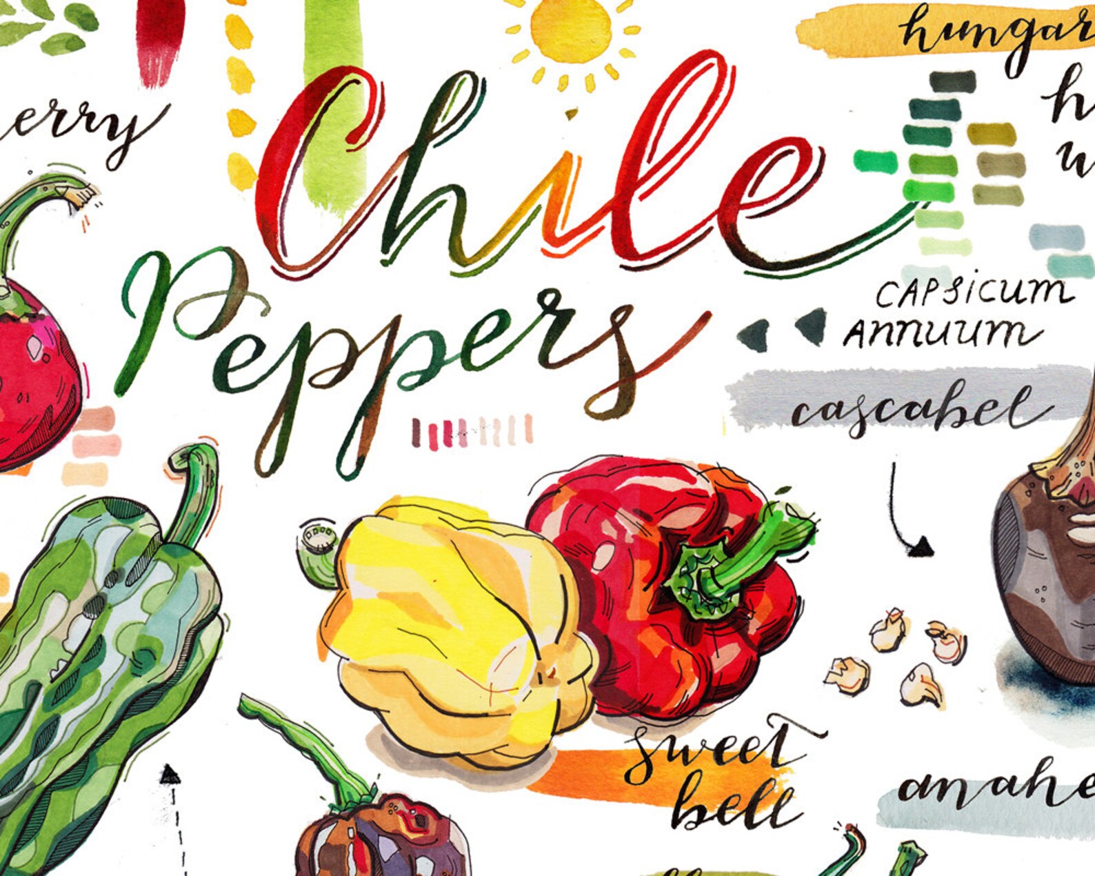 Chile Peppers Print. Chili. Garden. Food Illustration. Kitchen Decor ...