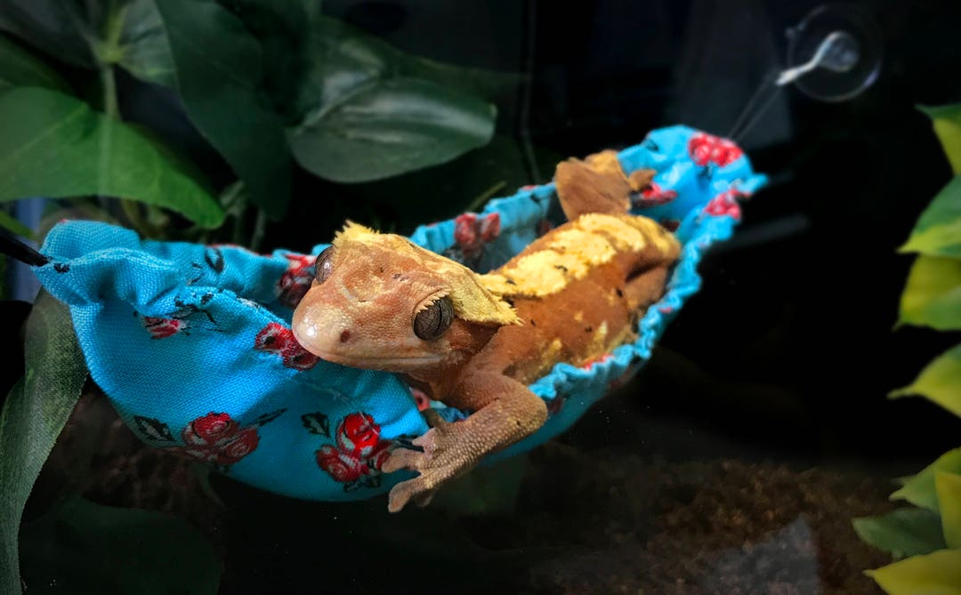 Gecko/lizard Hammock *the Original Banana Style Gecko Hammock :)* - Etsy