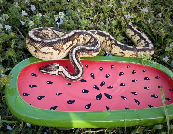 Snake Beardie Reptile Watermelon Food Water Dish - Etsy