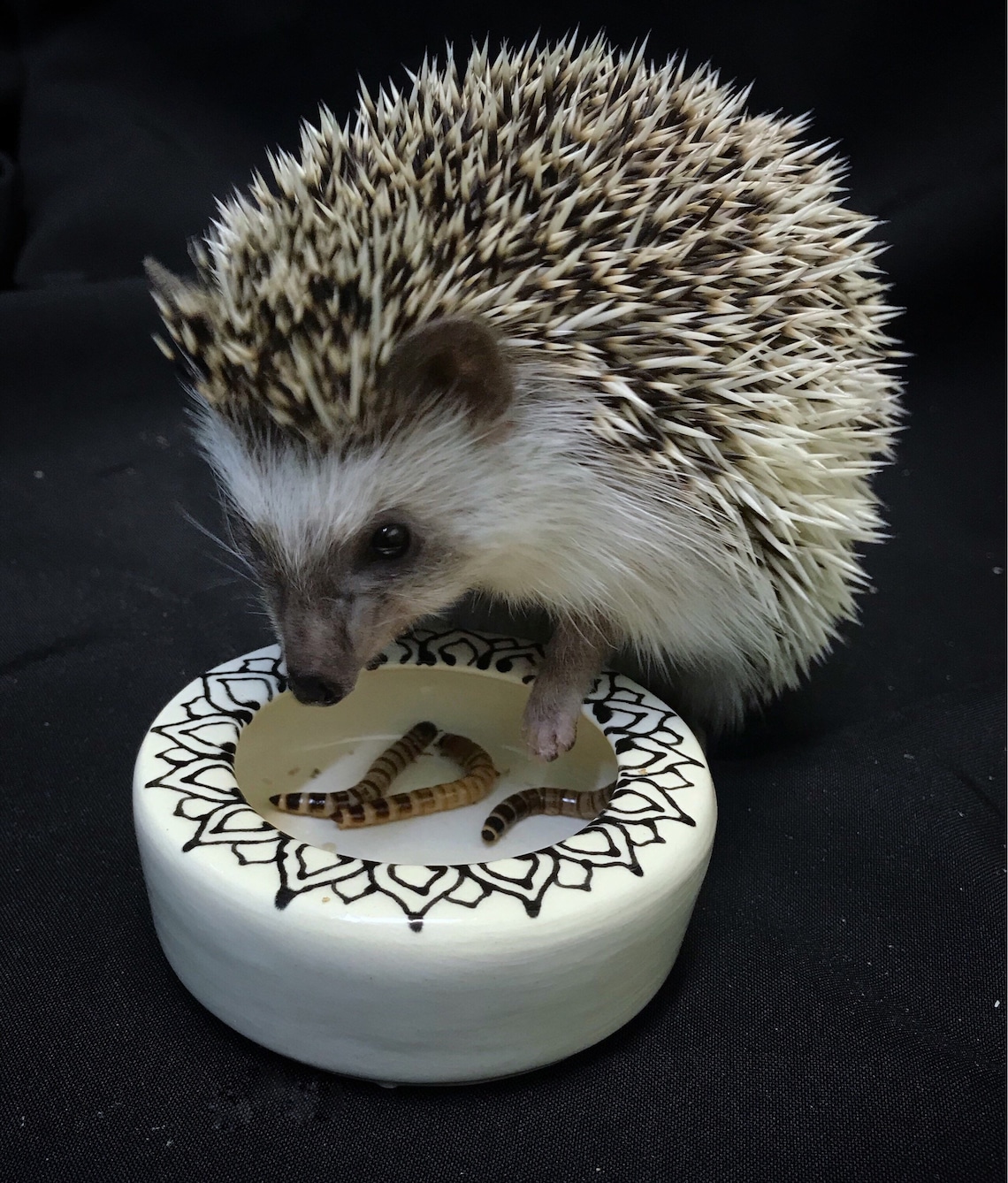 Hedgehog/reptile Worm Dish - Etsy