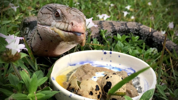 Blue Tongue Lizard Food