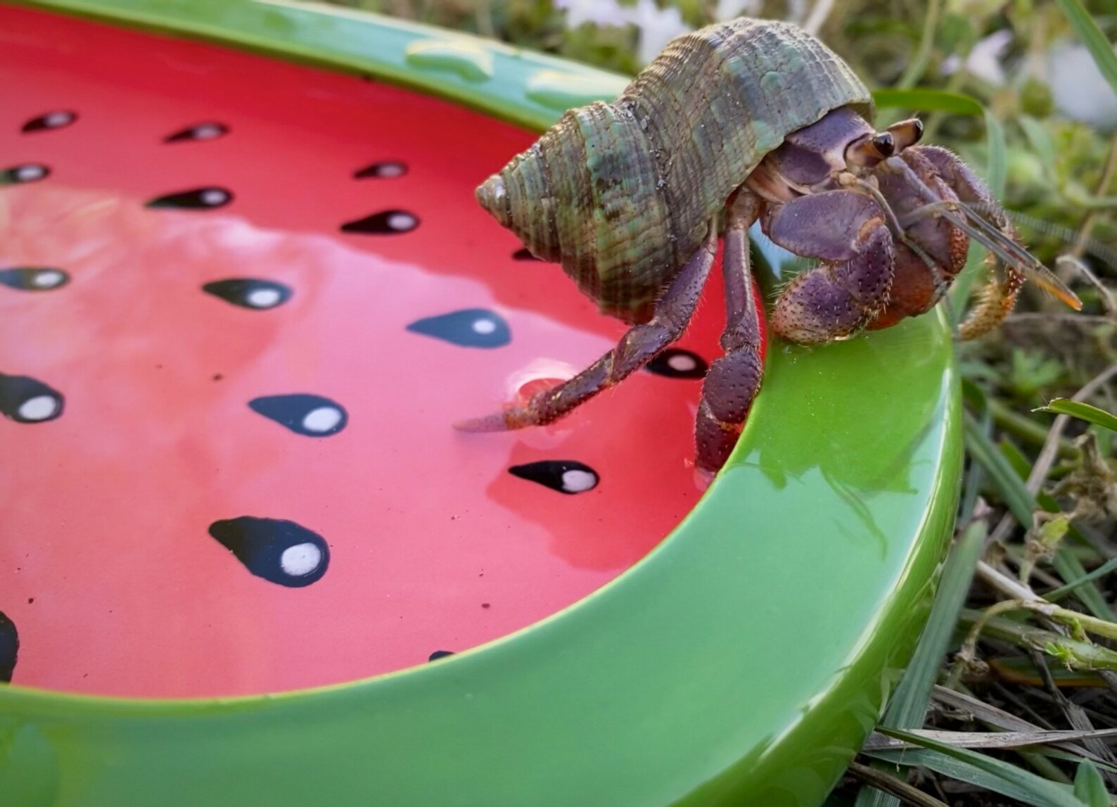 Snake Beardie Reptile Watermelon Food Water Dish - Etsy