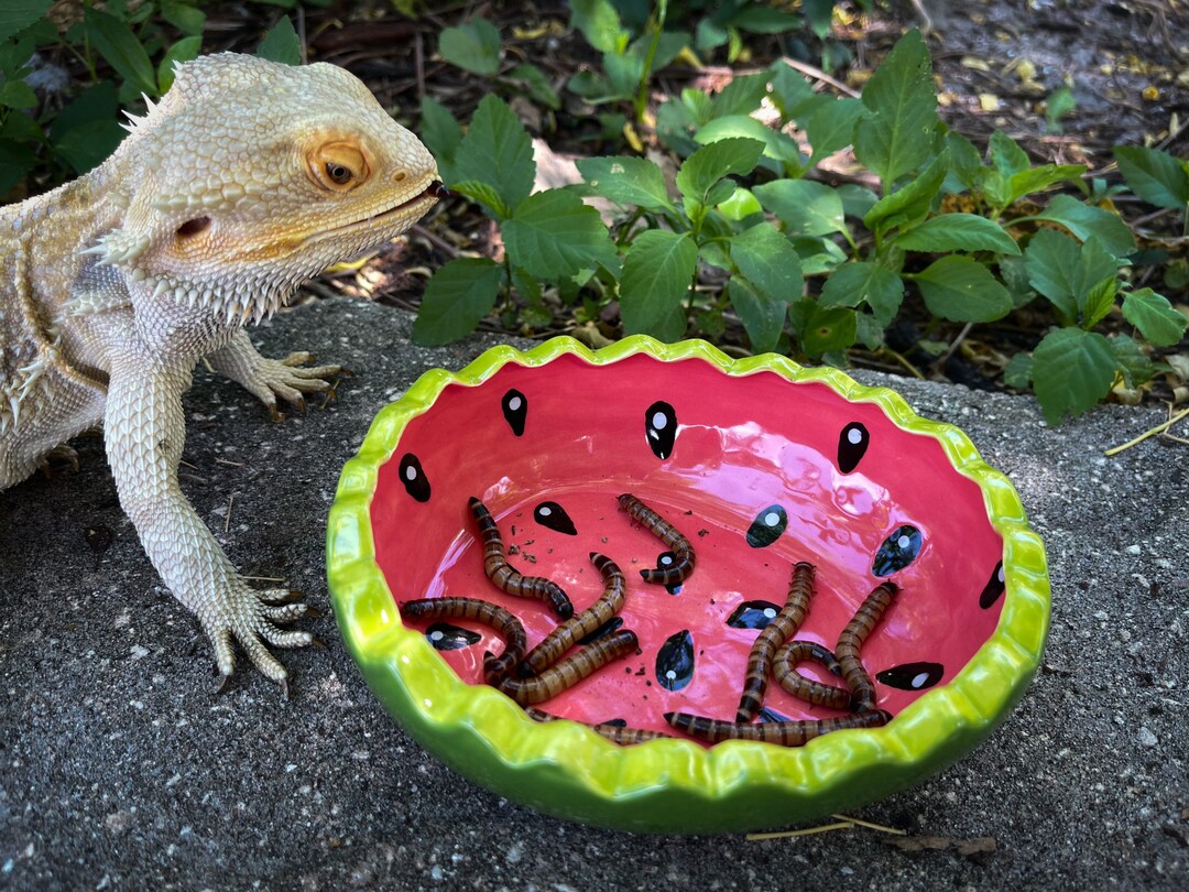 Watermelon Reptile Cat Snake Food, Water, Worm Dish - Etsy