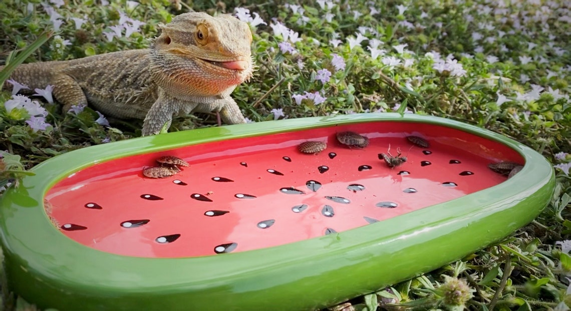 Snake Beardie Reptile Watermelon Food Water Dish - Etsy