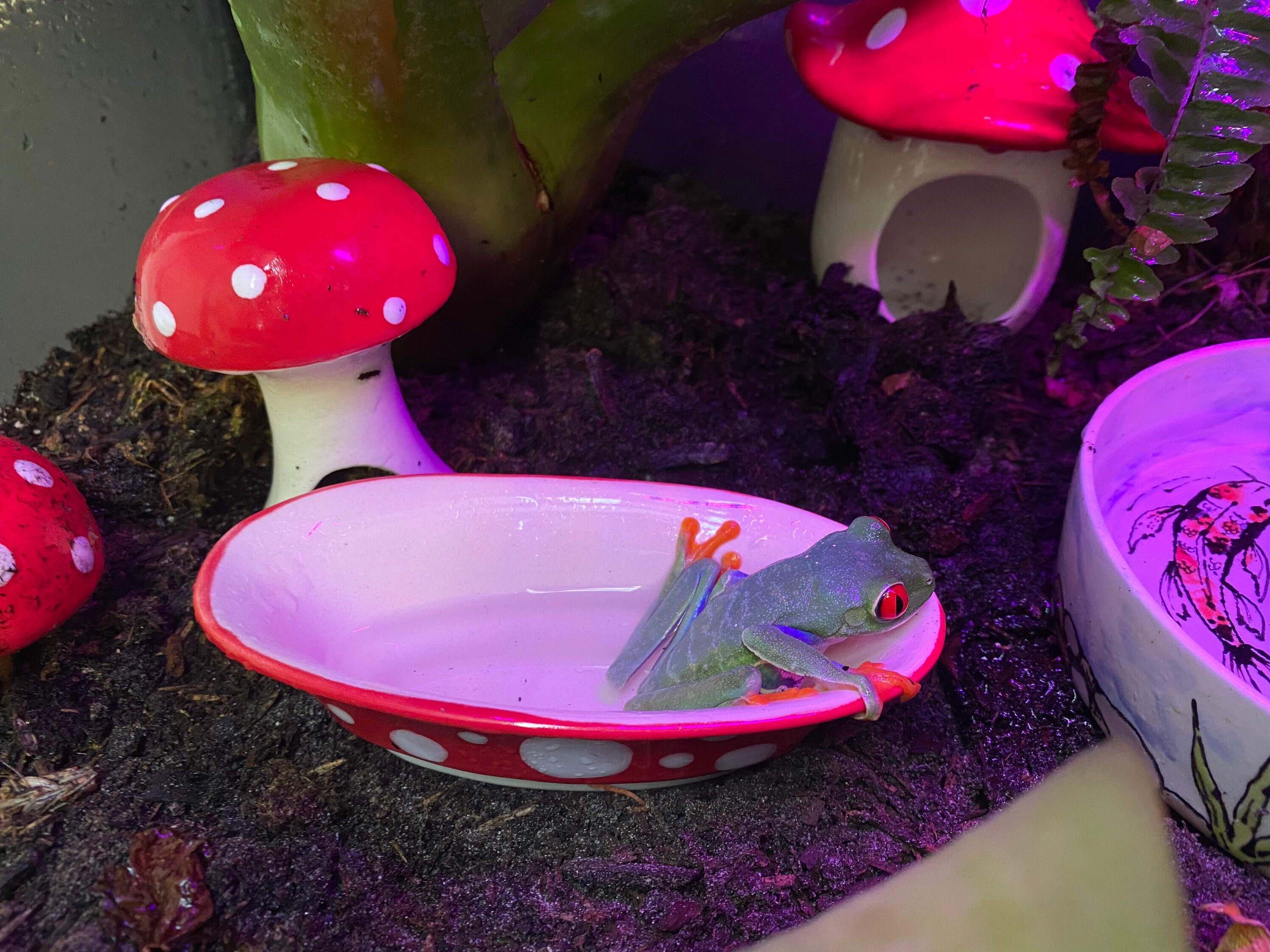 Frog Pool Bathtub Mushroom Pattern | Etsy