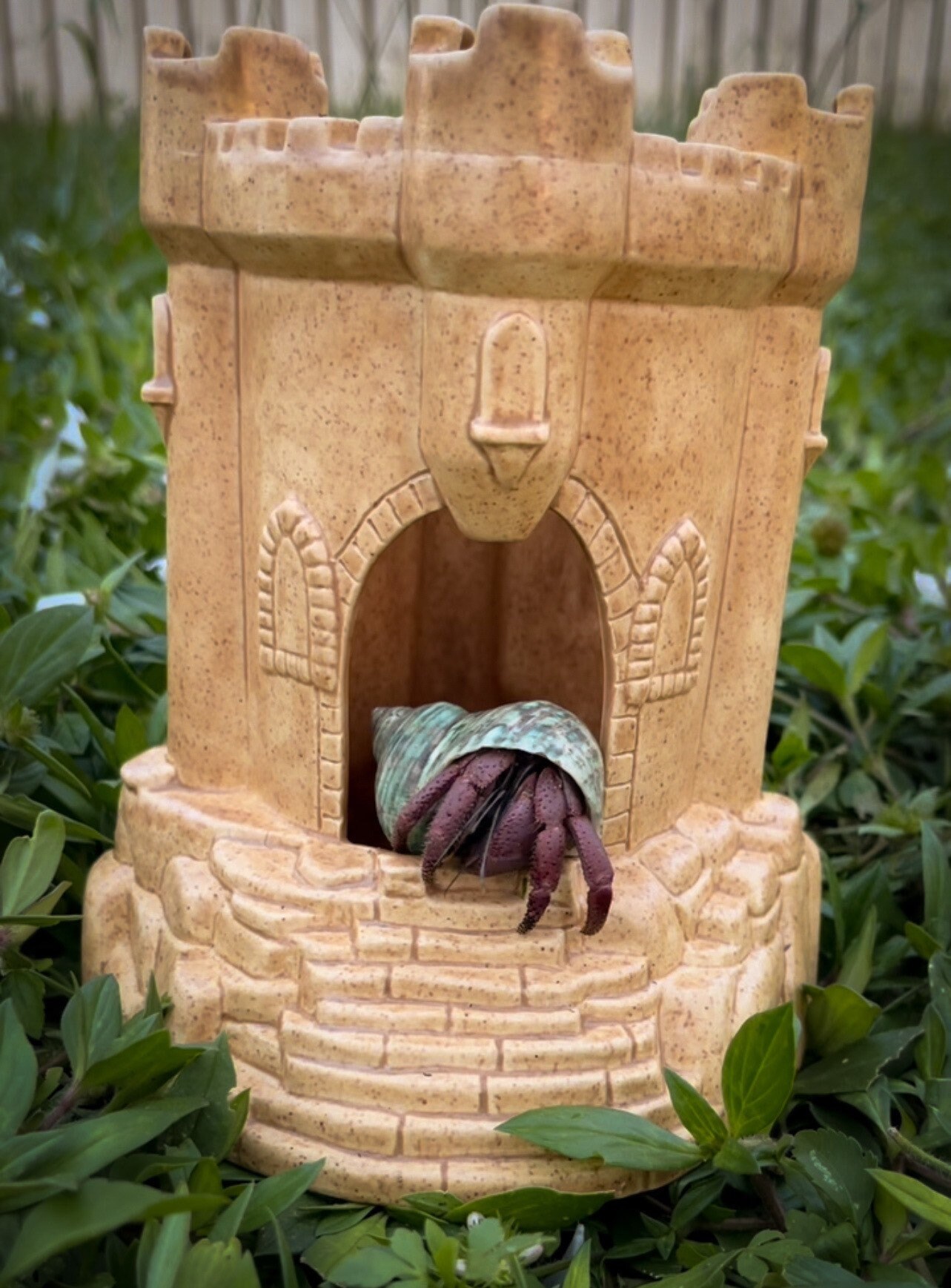 Sandy Style Small Reptile Mouse Axolotl Gecko Betta Hide - Etsy