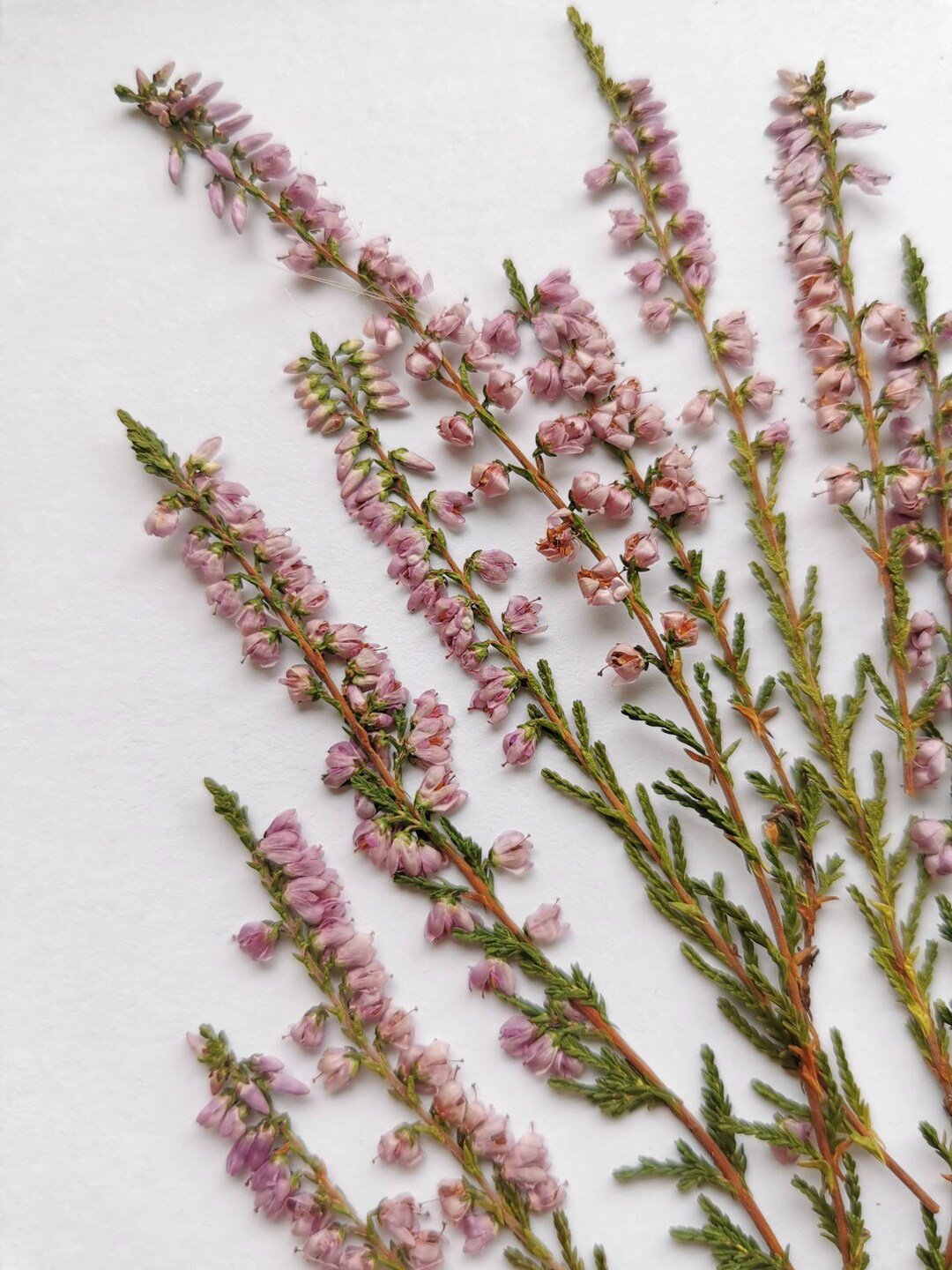 Pressed Heather - Dried Pink Flower for Crafting Resin - Etsy
