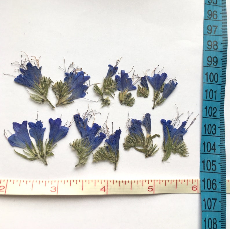 Pressed Flowers Blue Dried Flowers Craft Supply for Resin - Etsy
