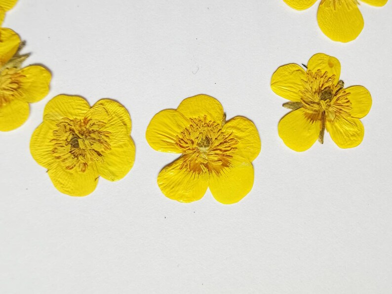 Yellow Pressed Flowers for Crafting - Dried Yellow Anemone for Resin ...