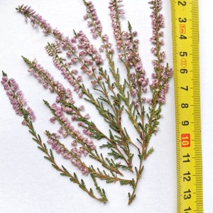 Pressed Heather - Dried Pink Flower for Crafting Resin - Etsy
